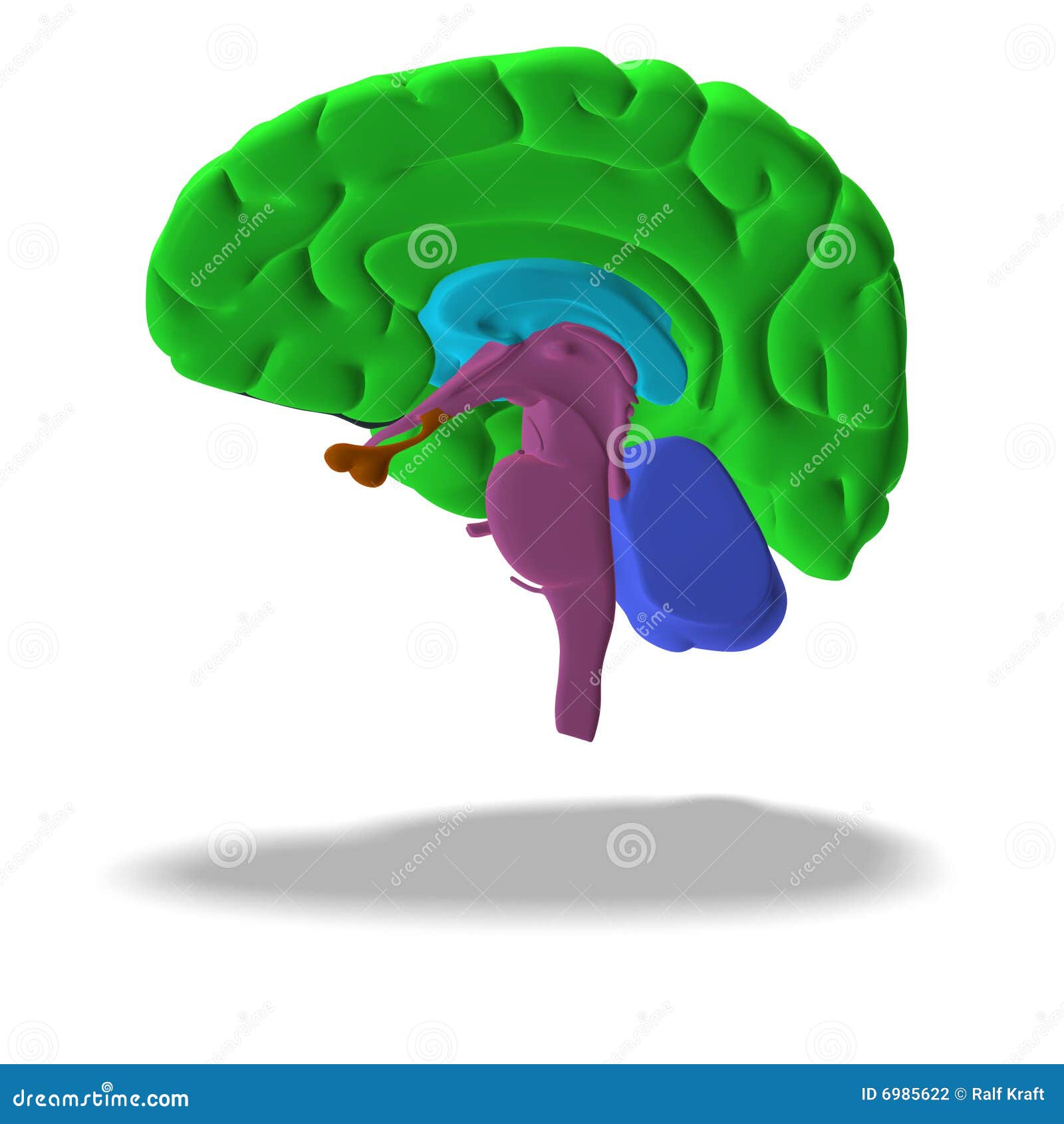 Profile / Section of a Human Brain Stock Illustration - Illustration of ...