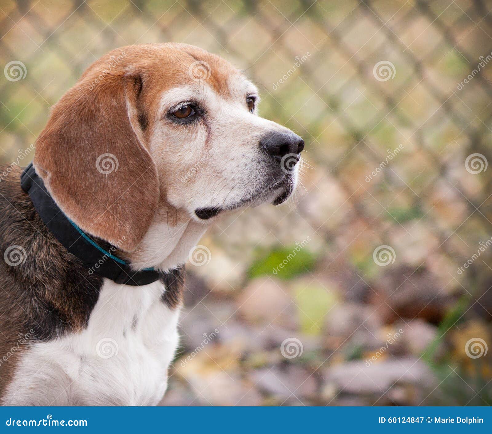Senior Beagle Rabbit Hunting Dog Stock Photo | CartoonDealer.com #102960222