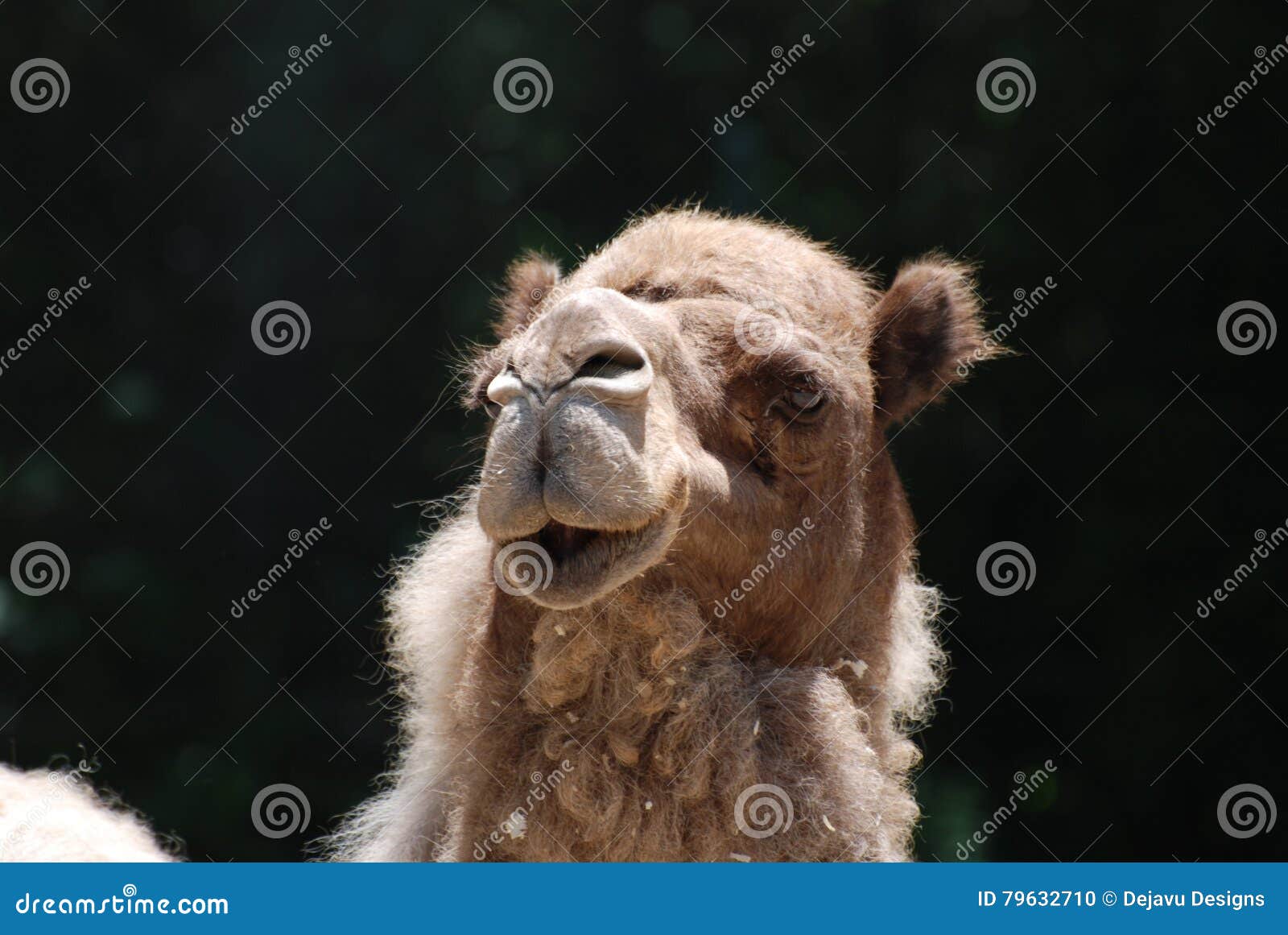 Profile of a Shaggy Camel with Thick Fur Stock Photo - Image of face ...