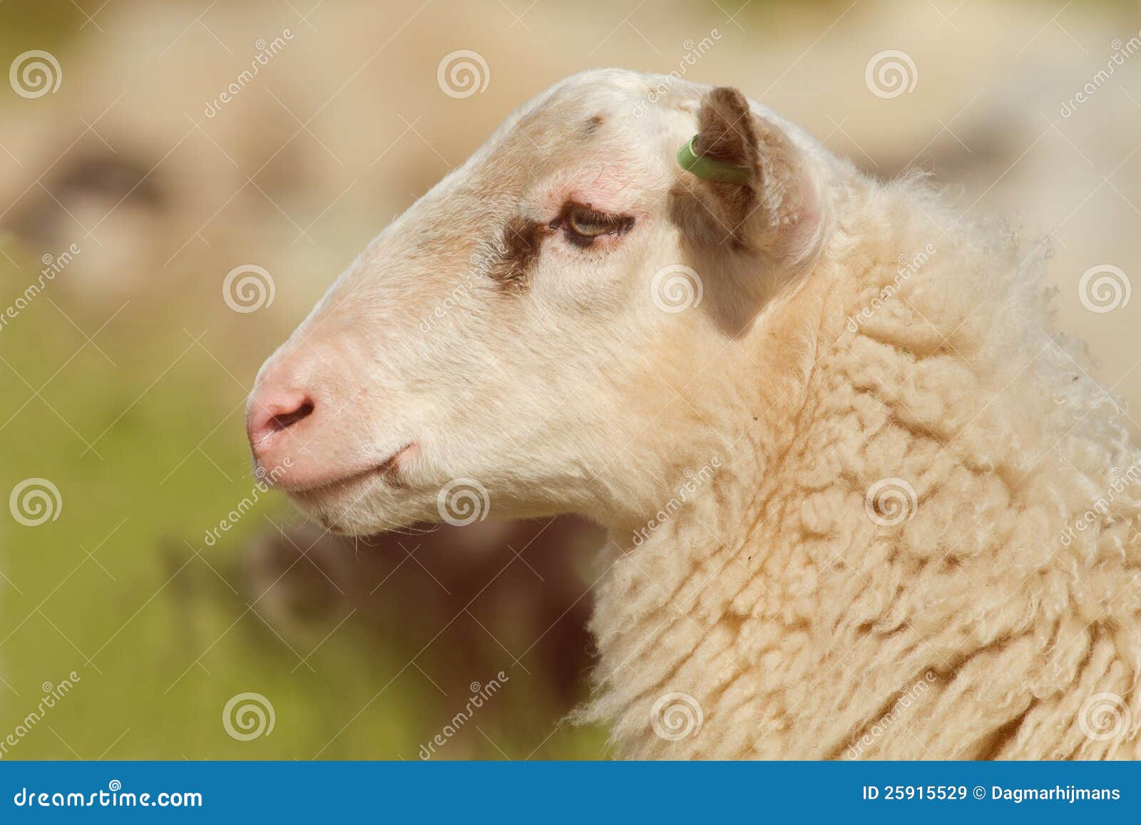 Profile of a sheep stock image. Image of wool, profile - 25915529
