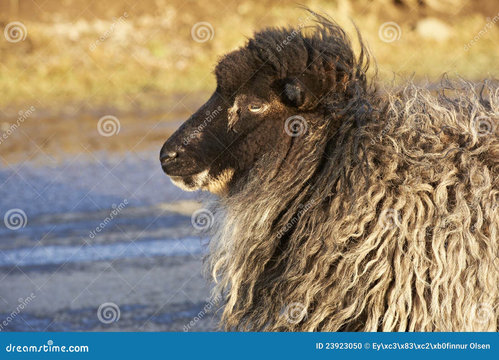 Profile of Sheep on a Windy Day Stock Photo - Image of natural, lamb ...