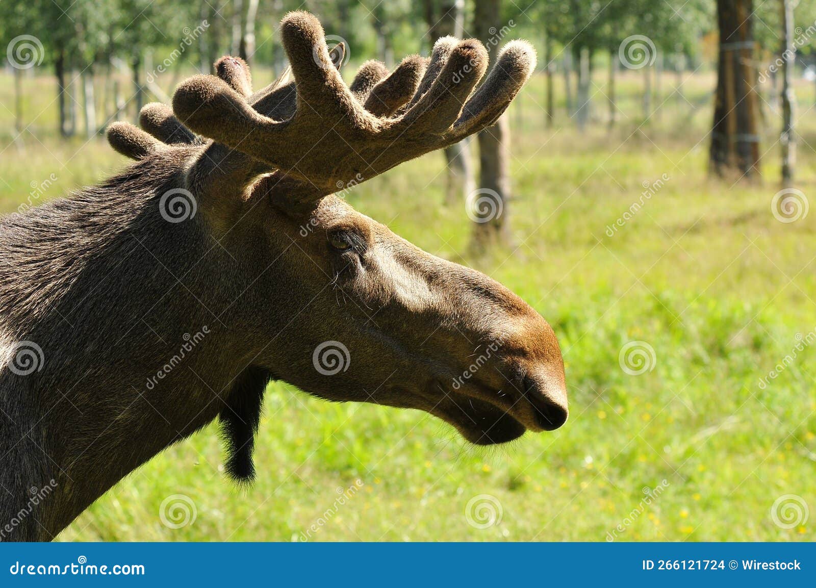 Profile Shot of Alaskan Moose in Its Natural Habitat Stock Photo ...
