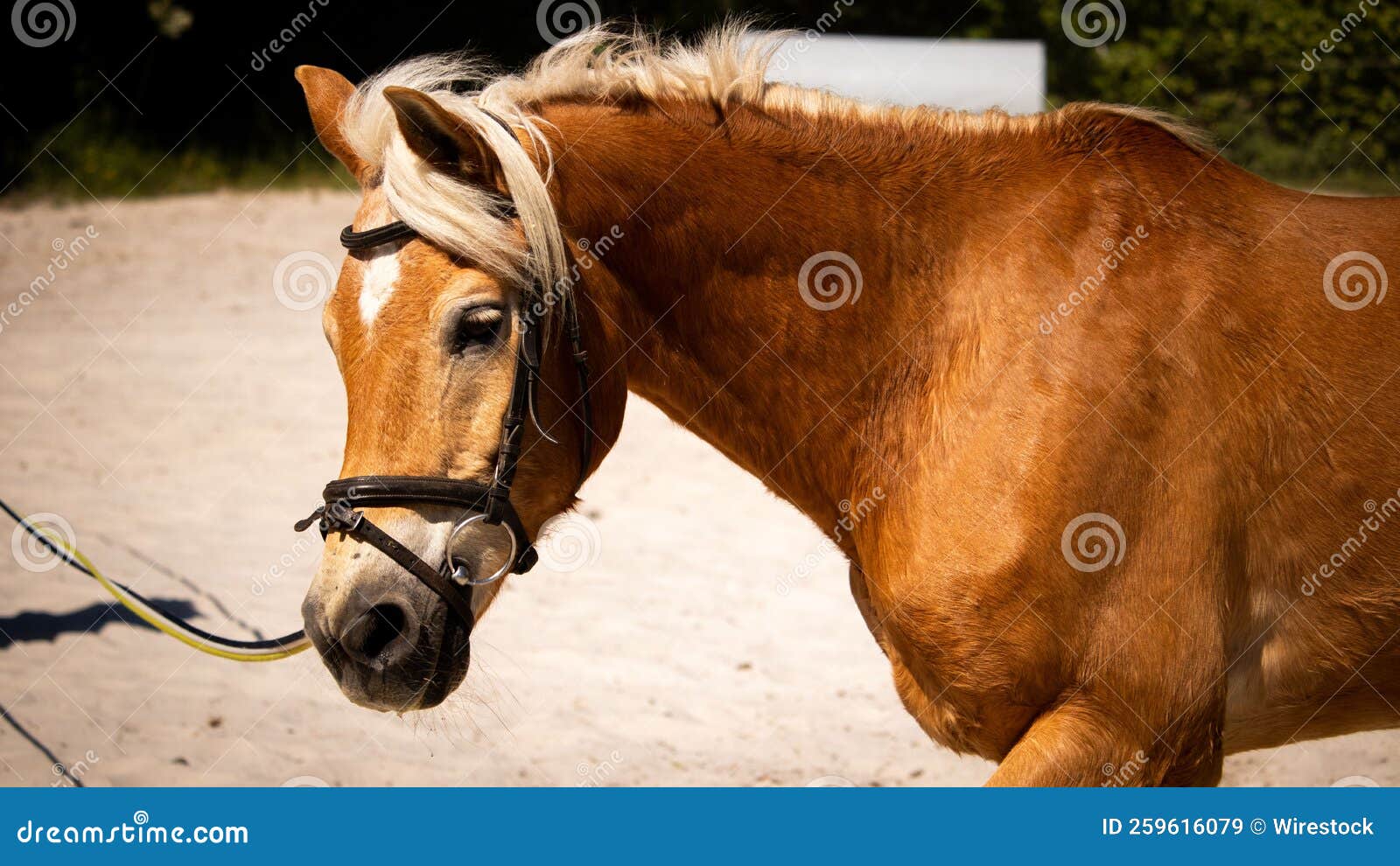 Badle Stock Photos - Free & Royalty-Free Stock Photos from Dreamstime