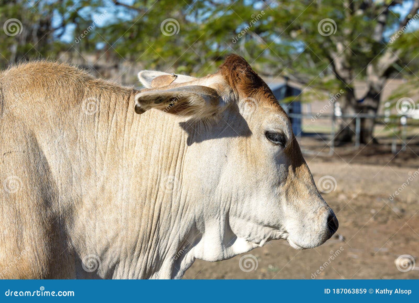 Brahman Cross Cow stock image. Image of farming, ears - 187063859