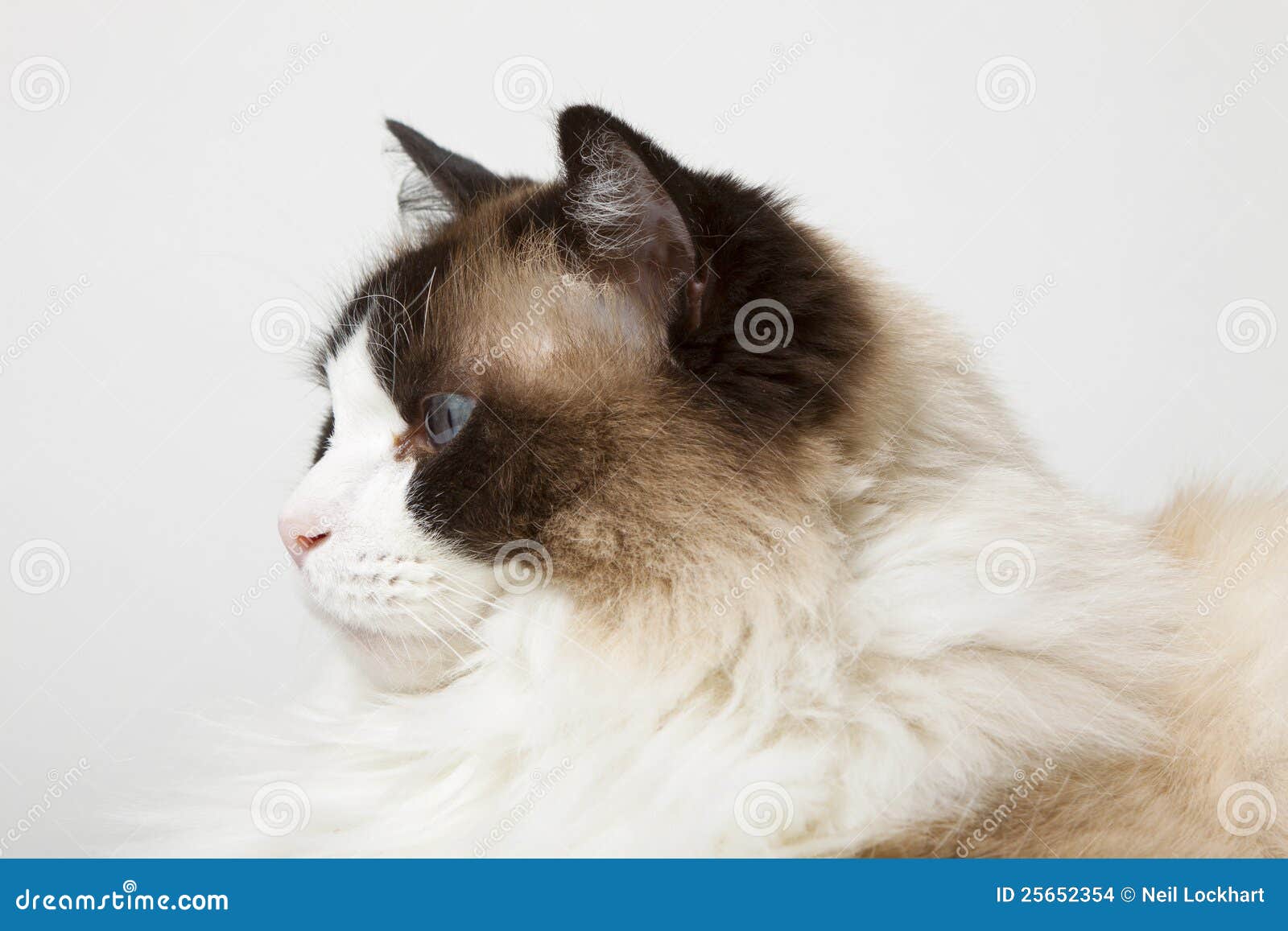 Ragdoll Siamese Kittens