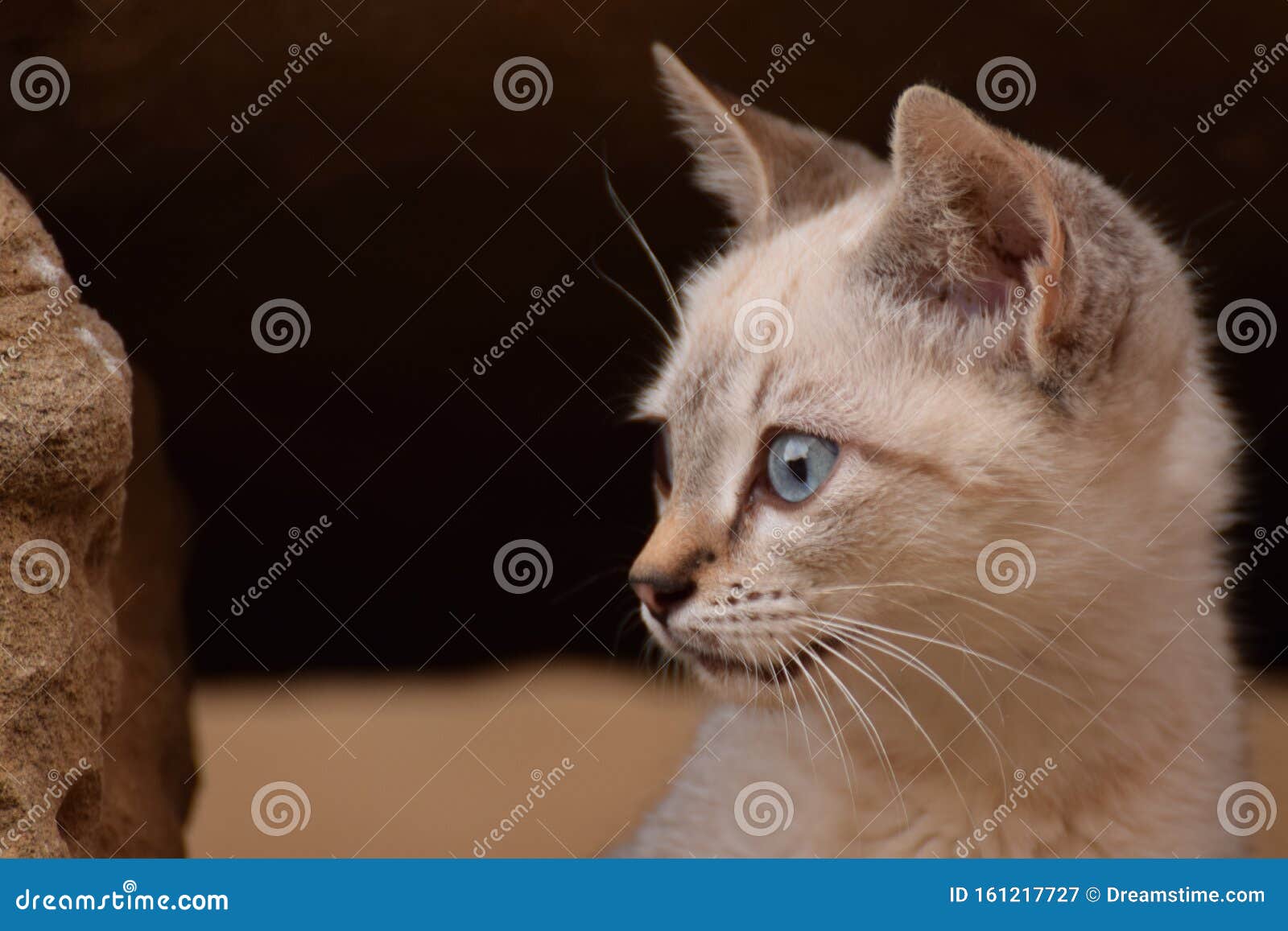 Profile of a Small Cat with Blue Eyes Stock Image - Image of holiday ...