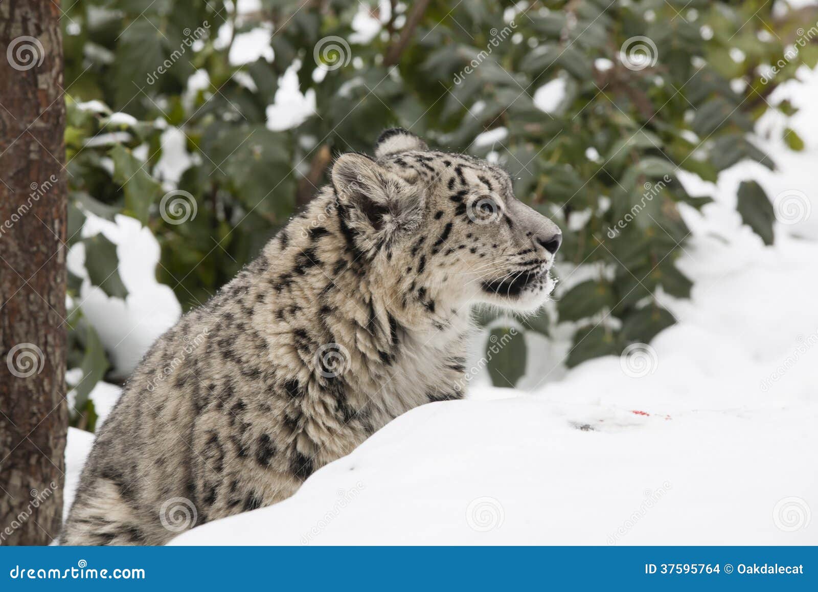 Profile Snow Leopard Cub in Snow and Trees Stock Photo - Image of ...