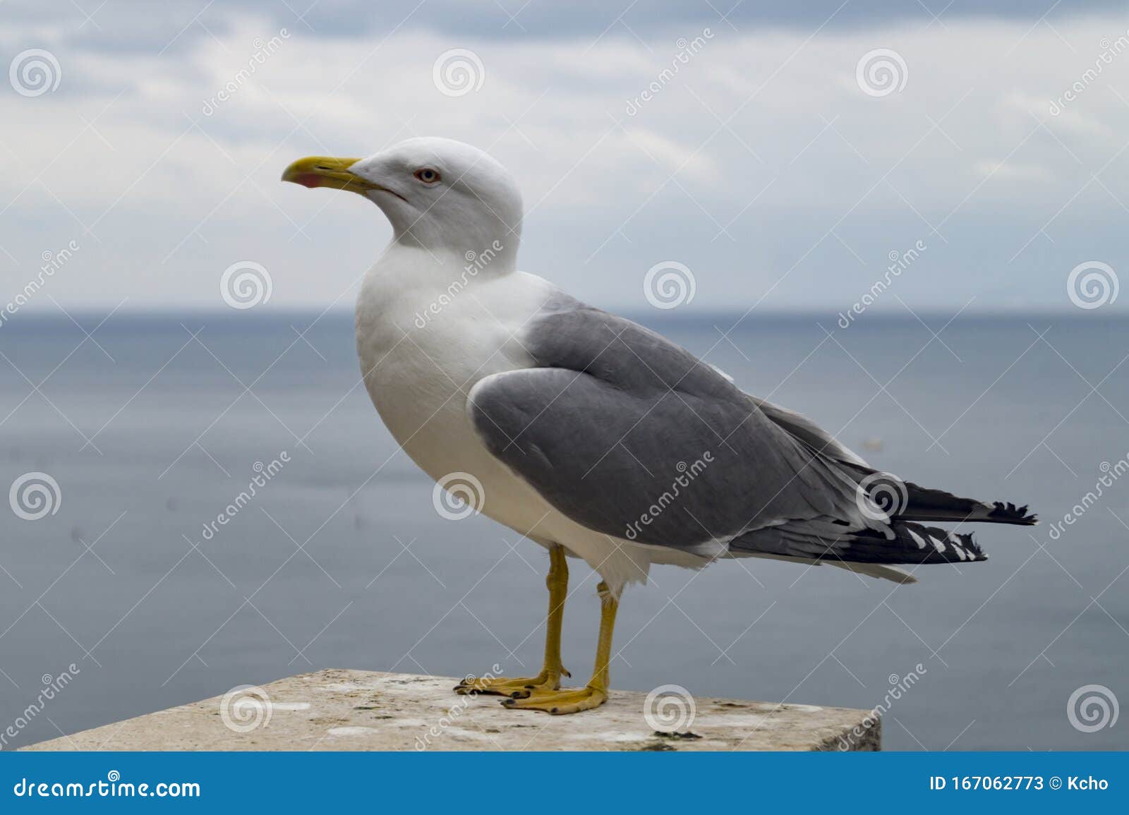 Seagull at sea stock image. Image of nature, waves, seagull - 167062773