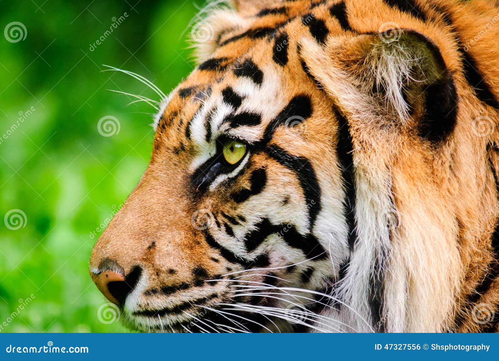 Tiger Face Side View