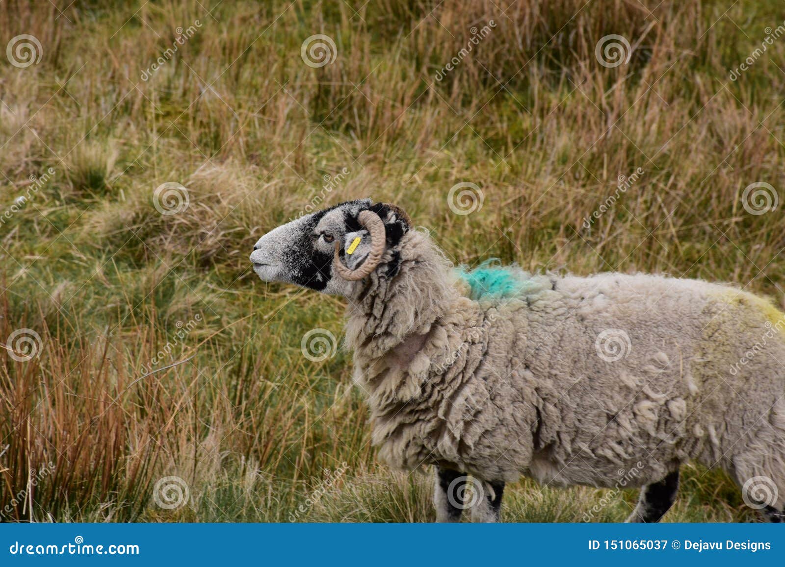 Profile of a Swaledale Ewe Standing in a Large Hay Field Stock Image ...