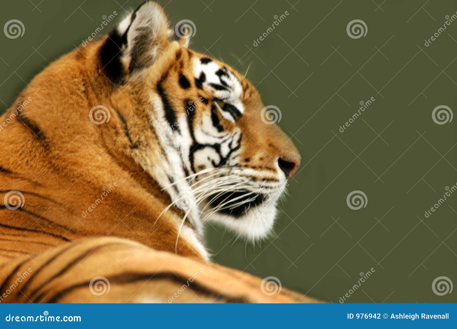 Profile of tiger stock photo. Image of zoological, mammal - 976942