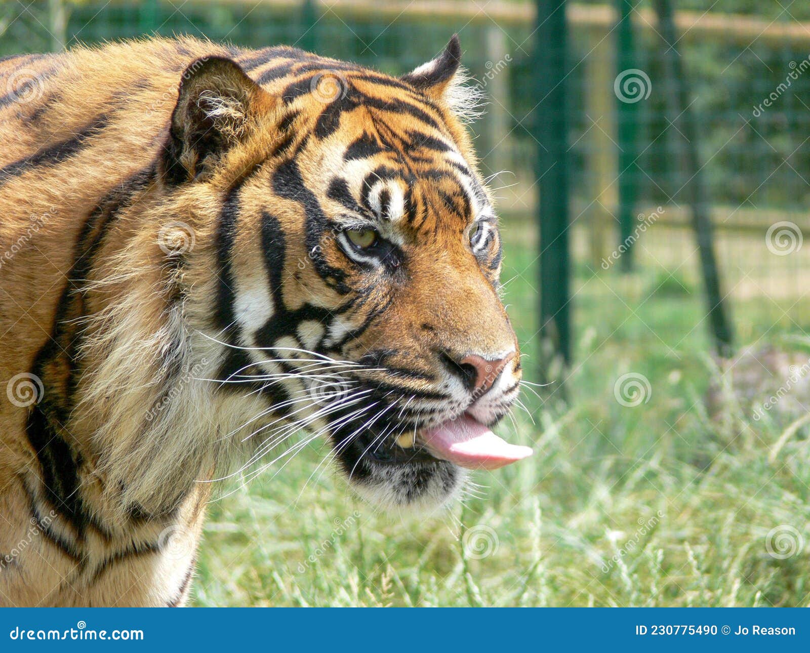 Profile of a tiger head stock photo. Image of nature - 230775490