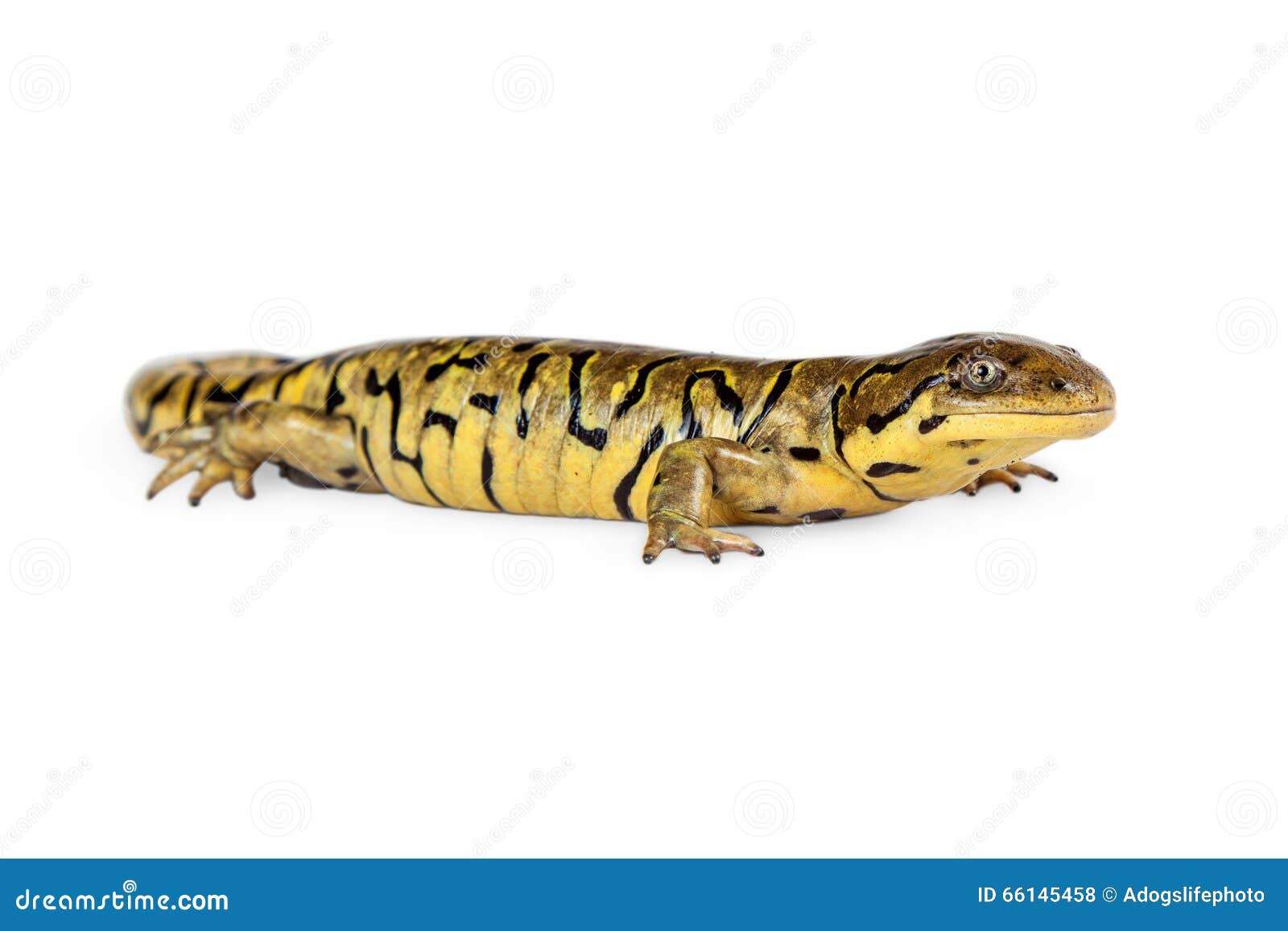 Tiger Salamander Ambystoma Tigrinum Royalty-Free Stock Photography ...