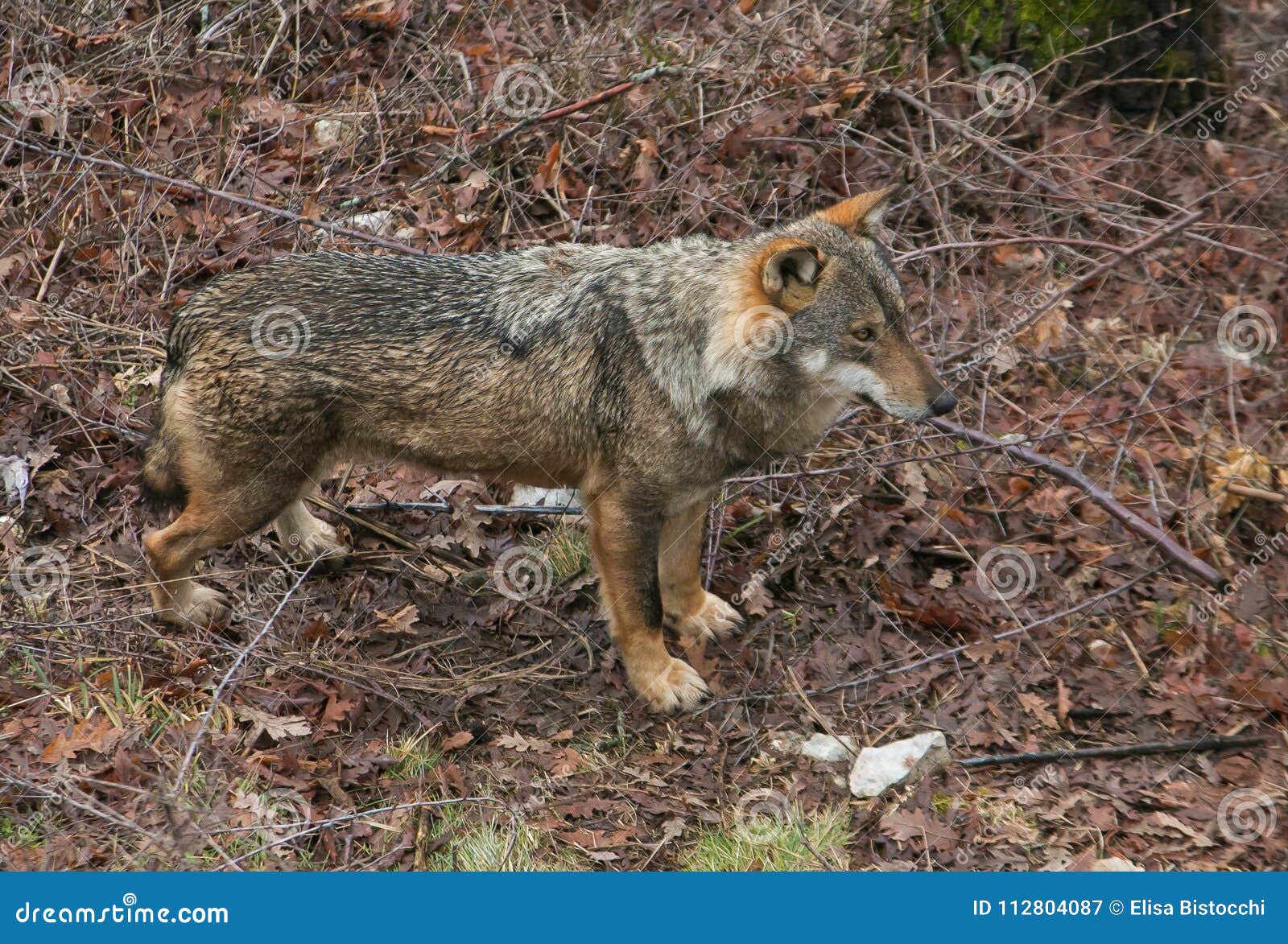 Profile of Timber Wolf in the Forest, Abruzzo Stock Image - Image of ...