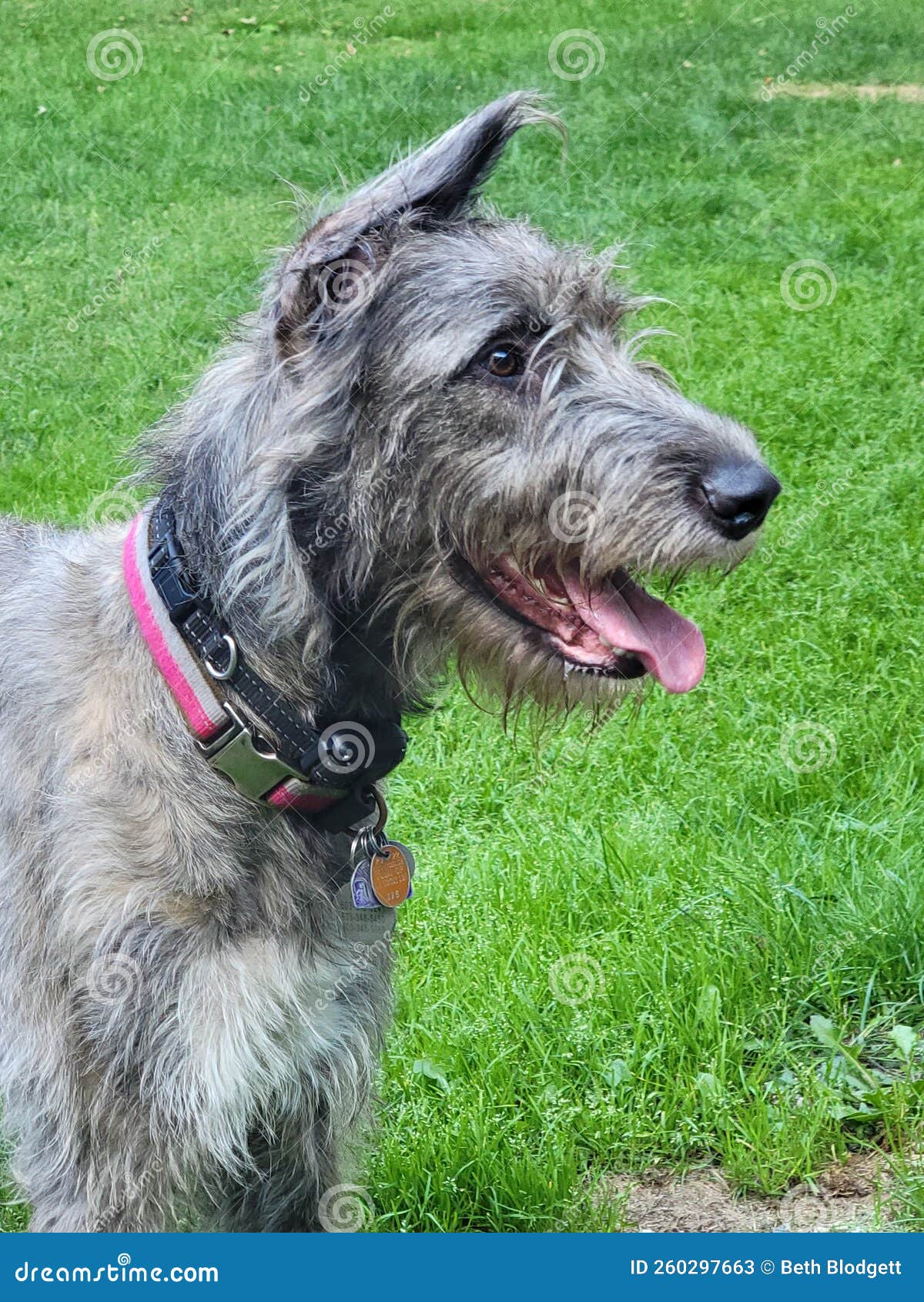 Profile Time with a Wolfhound Stock Image - Image of mammal, animal ...