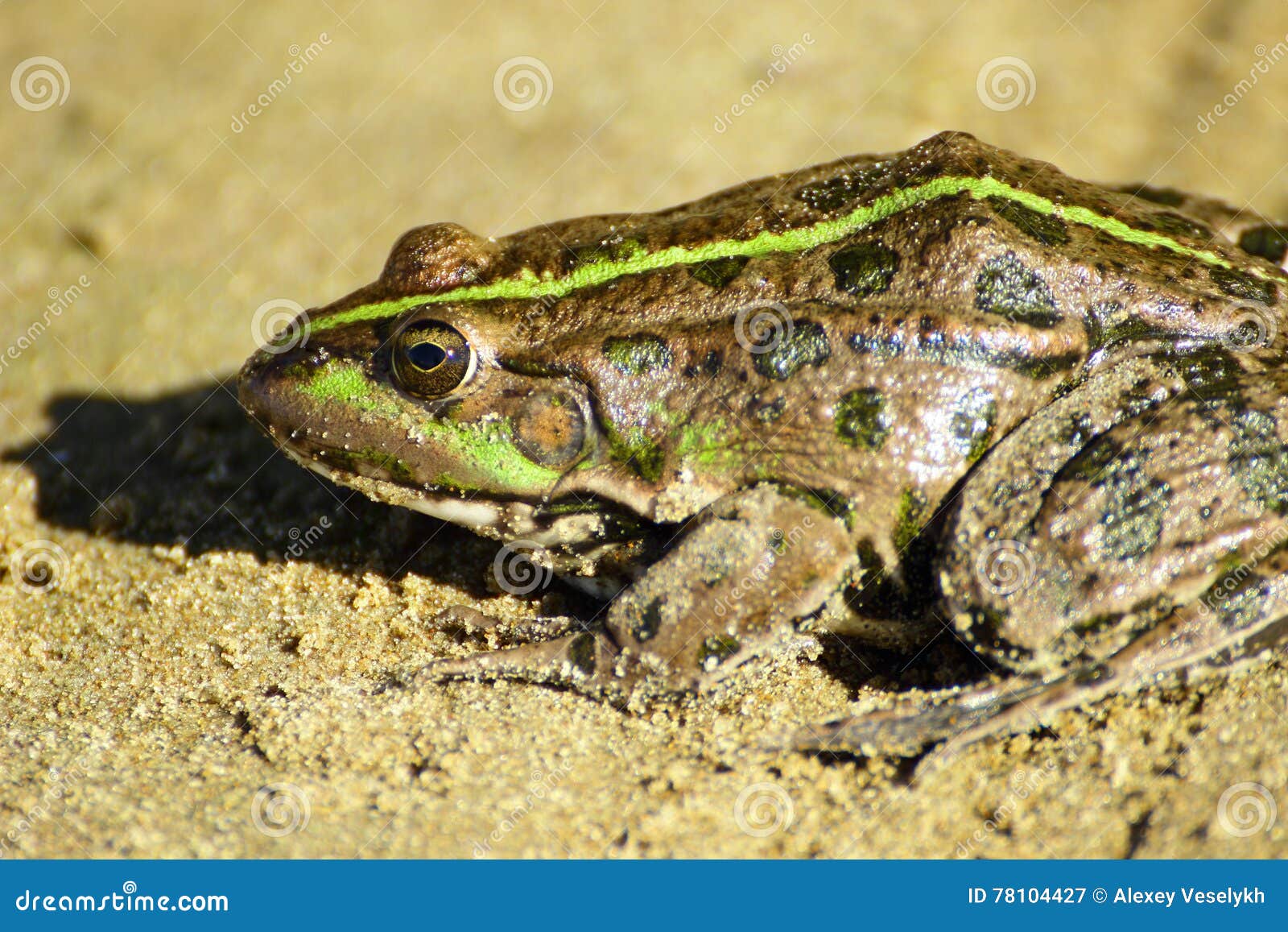 Profile toad stock image. Image of side, texture, fauna - 78104427
