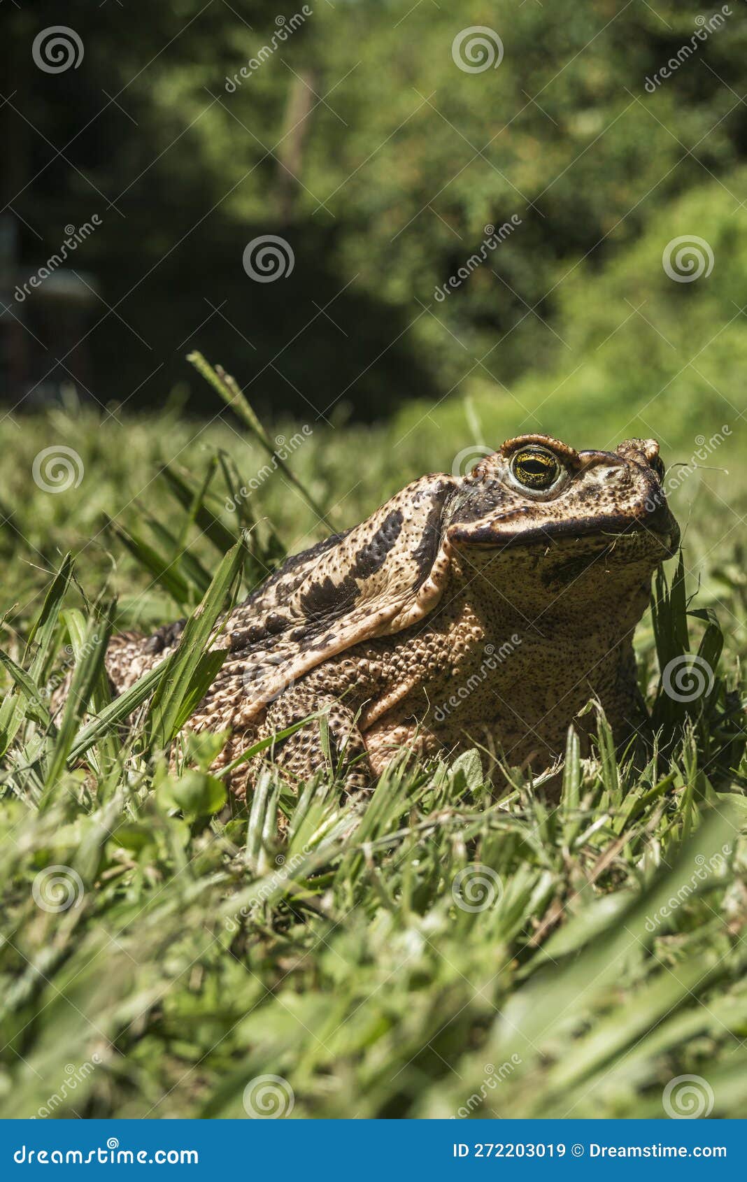 Profile Toad that Sits in the Sun Stock Image - Image of nature ...