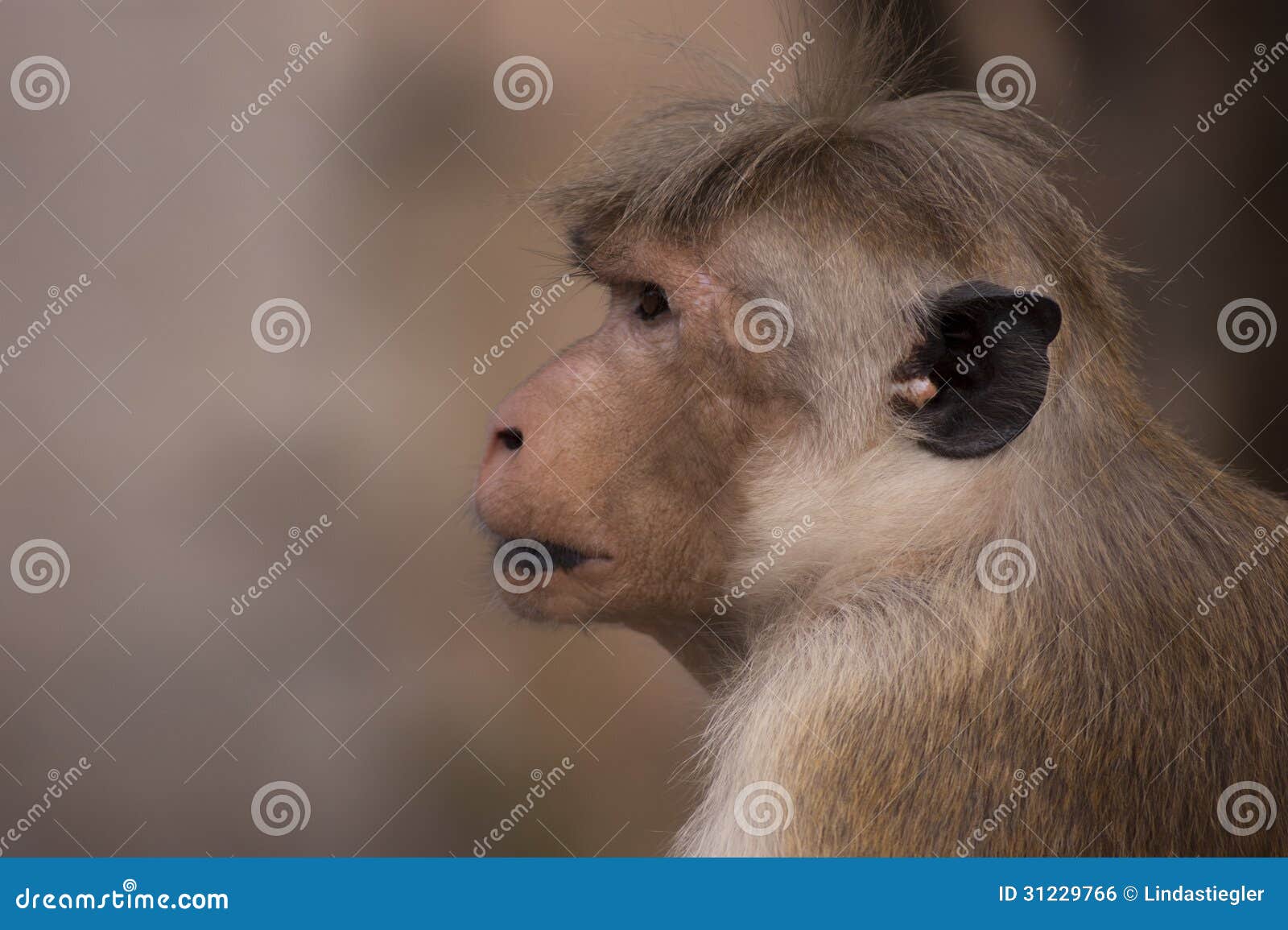 Profile of Toque Macaque Monkey Stock Photo - Image of wild, macaque ...