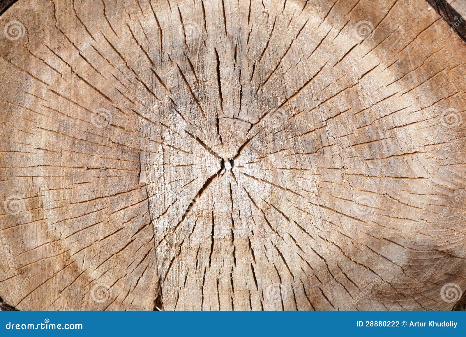 Profile of trunk stock photo. Image of tree, profile - 28880222