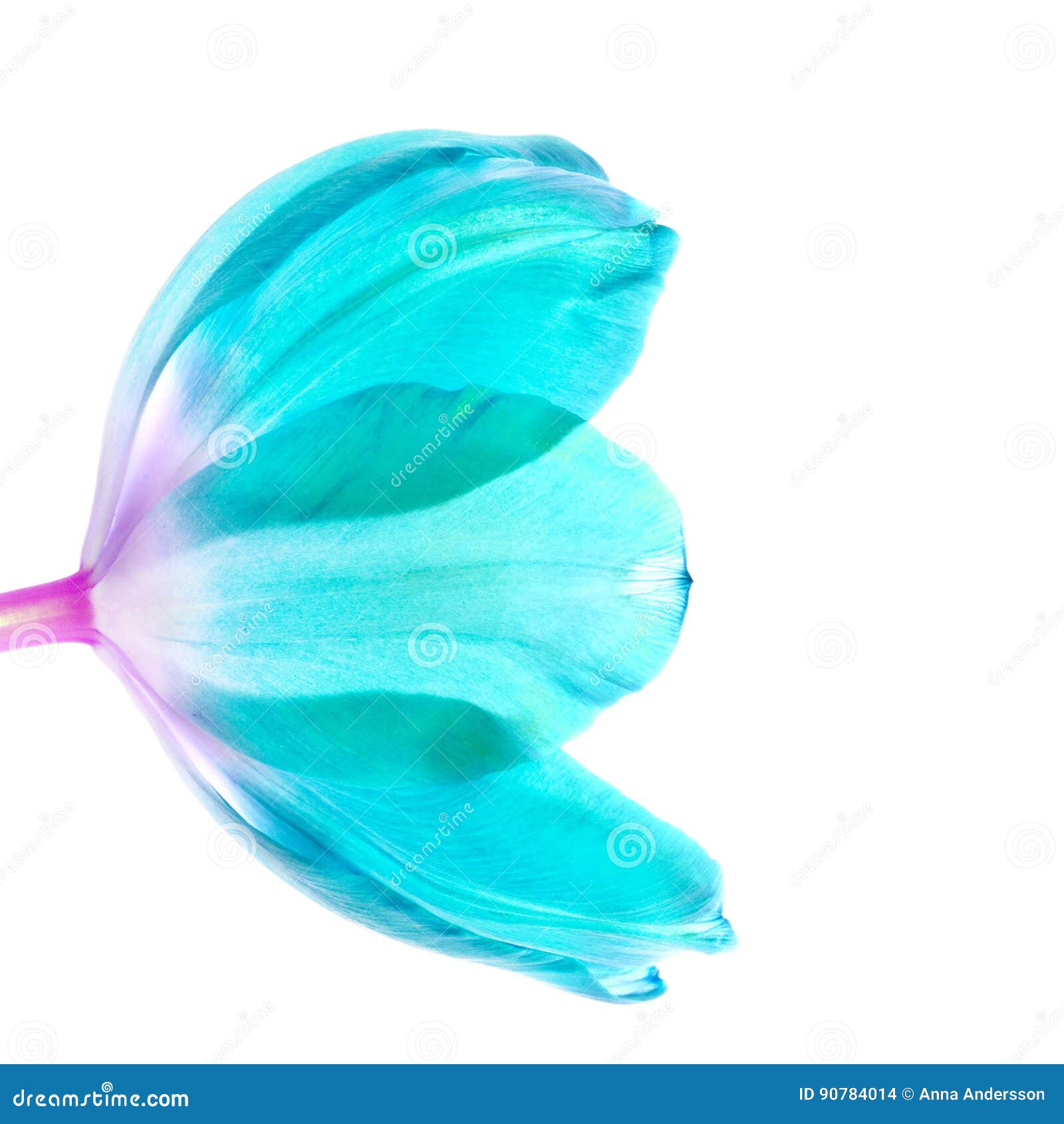 Profile of a Turquoise Colored Tulip Isolated on White Stock Photo ...