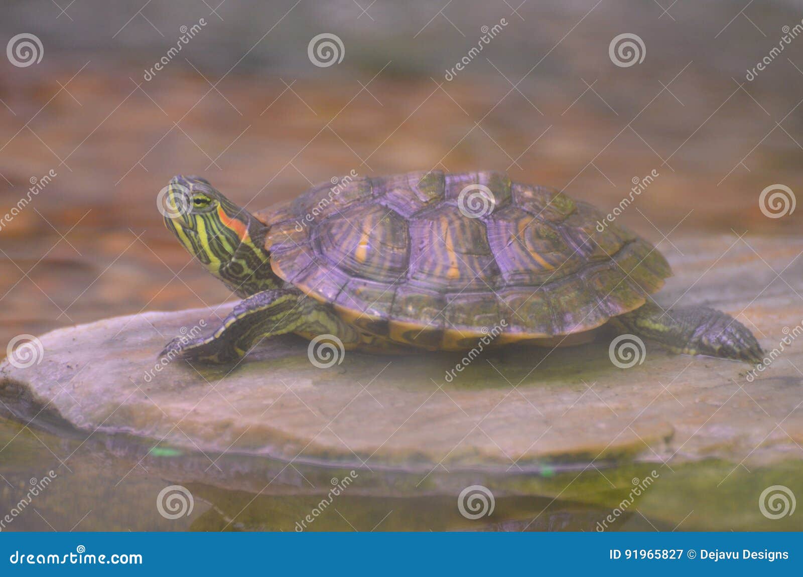 Profile of a Turtle on a Rock Stock Image - Image of rock, creature ...