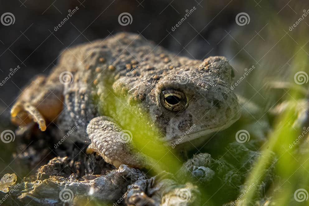 Profile of a Very Small Toad Stock Image - Image of gravel, fall: 252051899