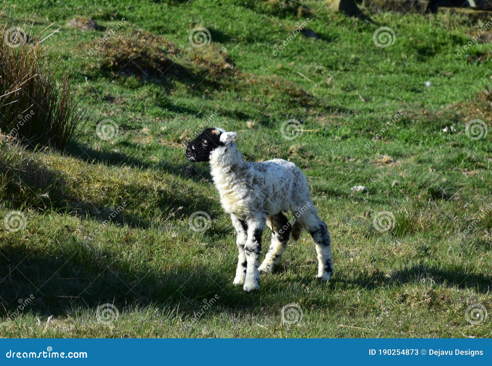 Profile of a Very Young Swaledale Lamb in the Dales Stock Image - Image ...