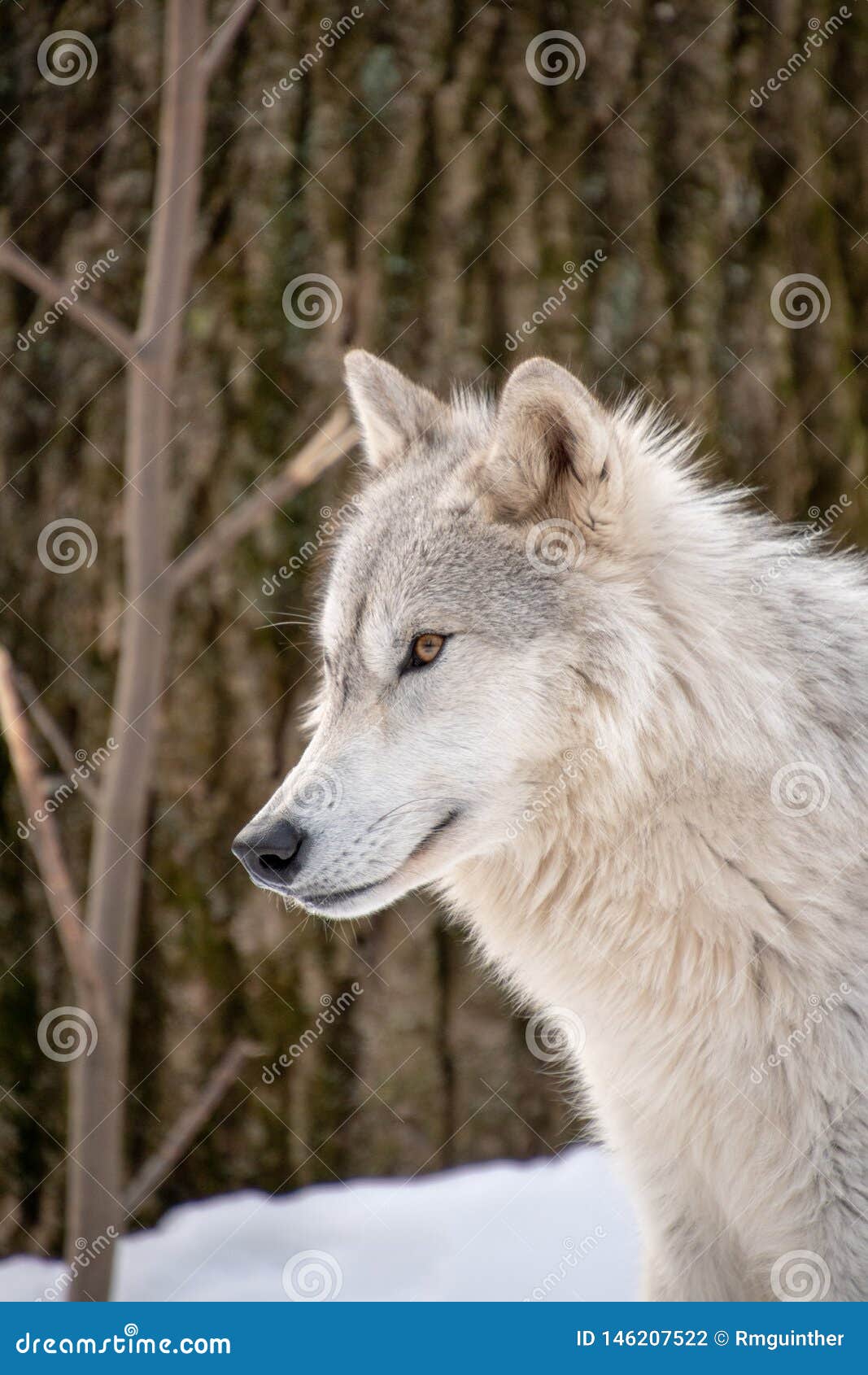 A Profile View of an Arctic Wolf in the Forest Stock Photo - Image of ...