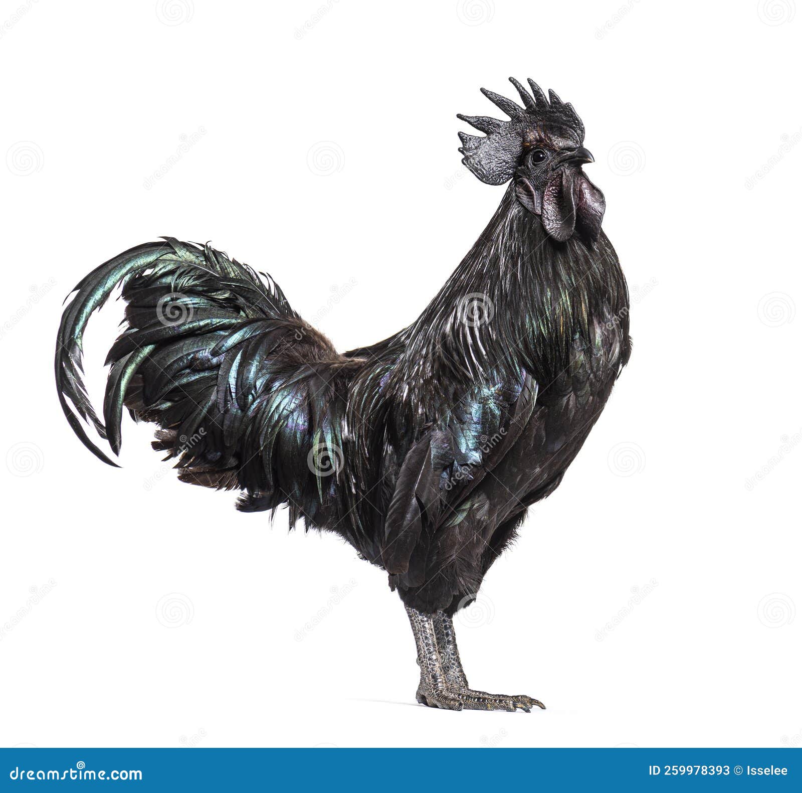 Profile View of a Ayam Cemani Rooster, Chicken, Isolated on Whit Stock ...