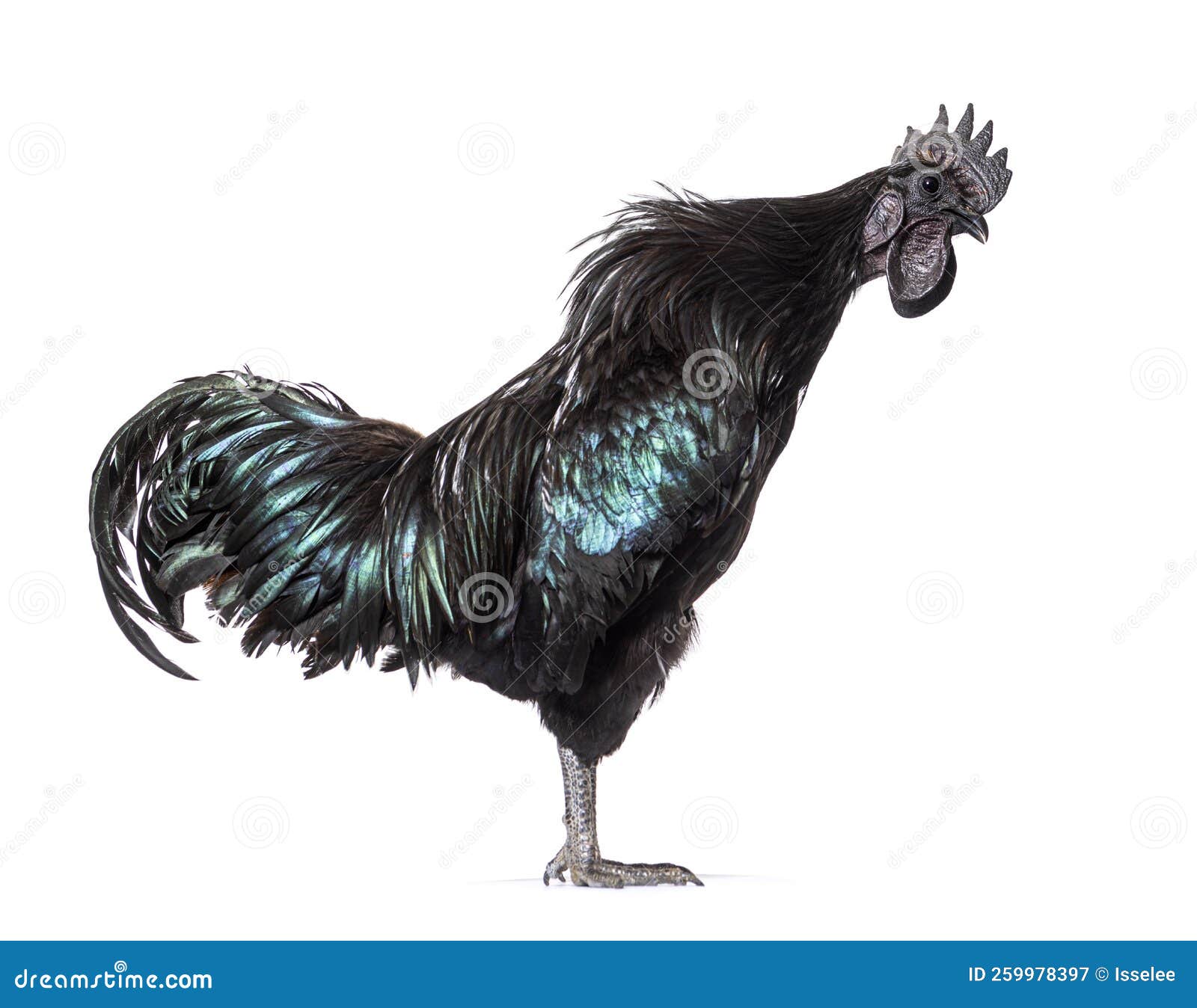 Profile View of a Ayam Cemani Rooster, Chicken, Isolated on Whit Stock ...