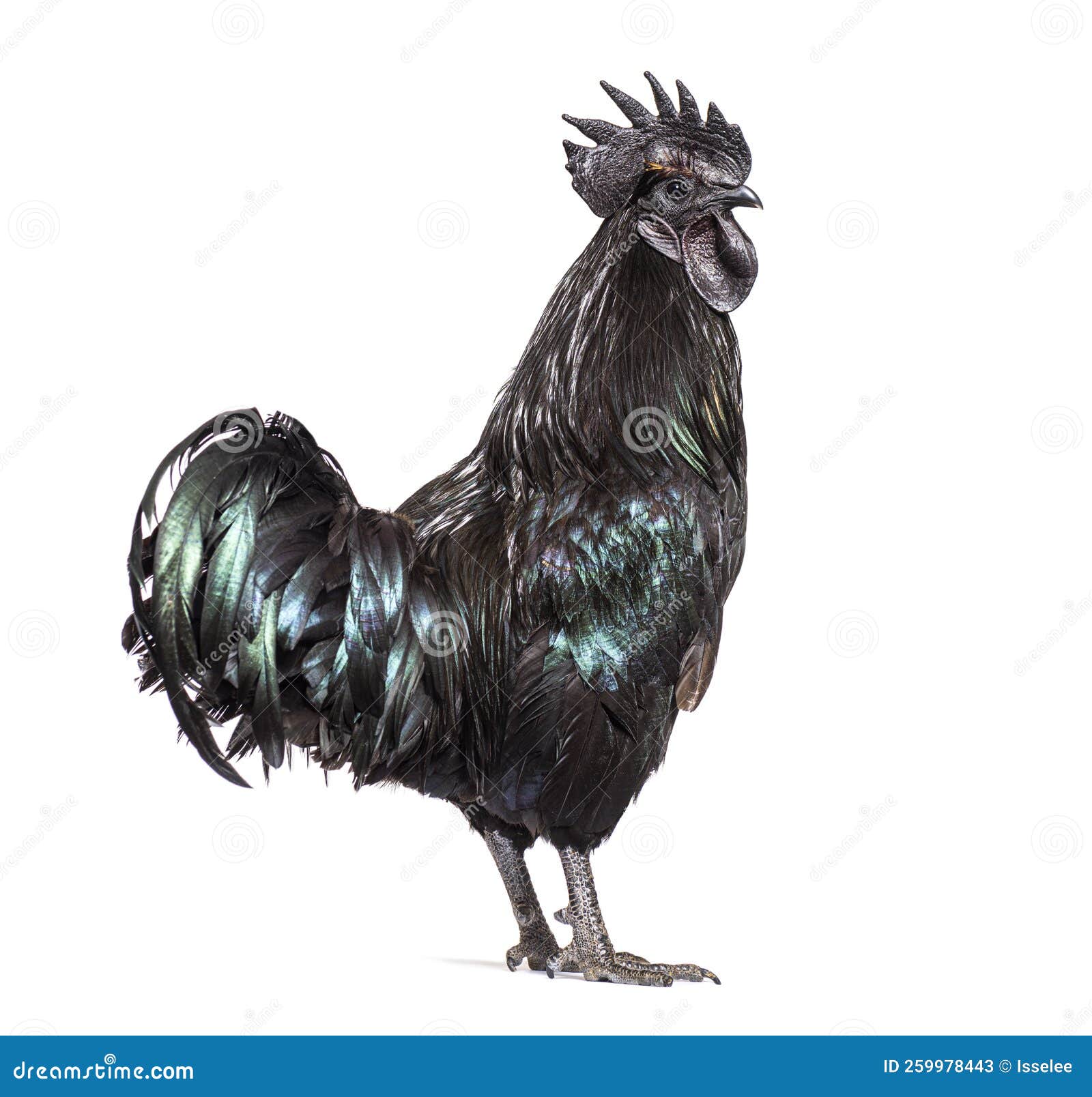 Profile View of a Ayam Cemani Rooster, Chicken, Isolated on Whit Stock ...