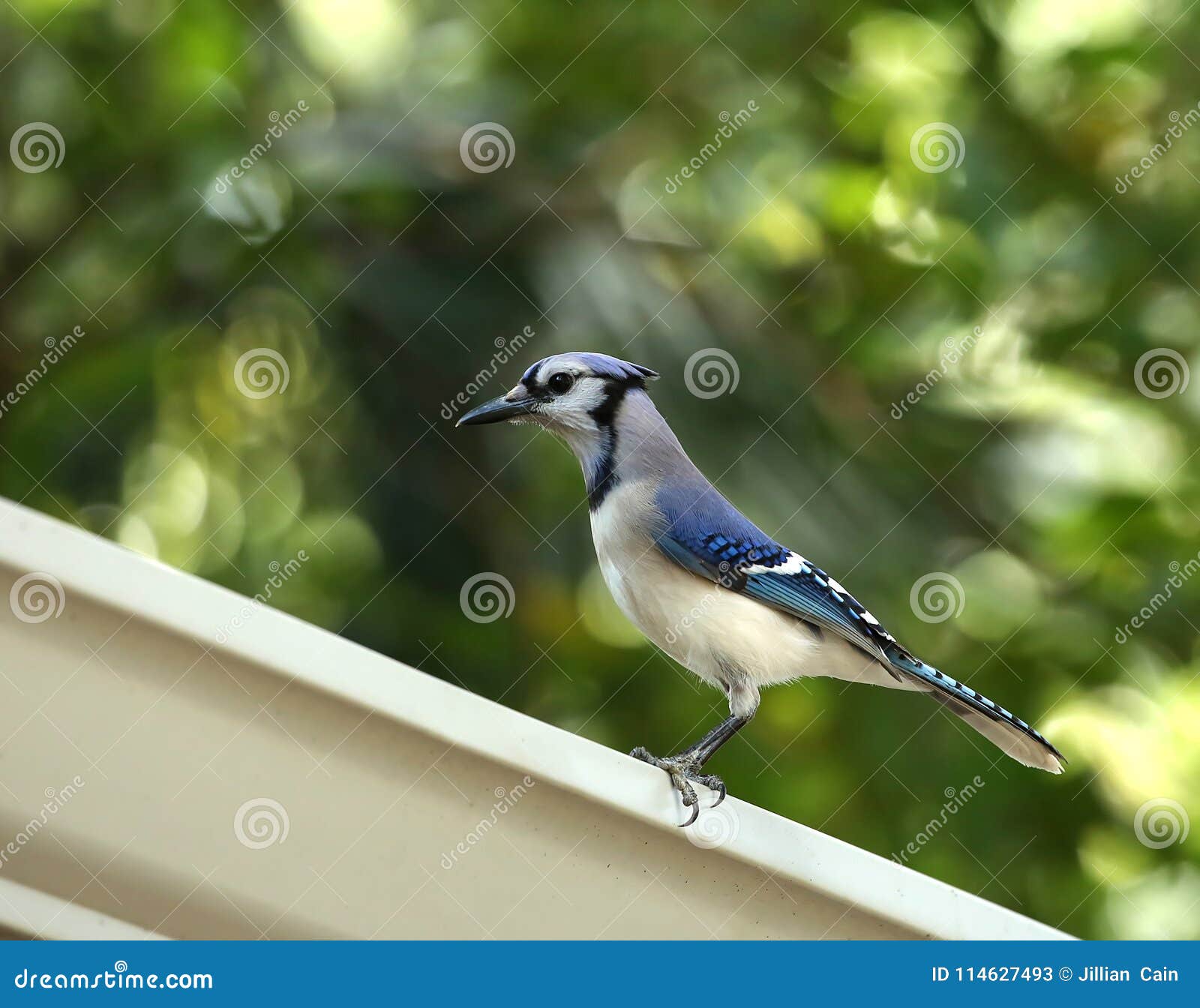 Profile View of a Beautiful Blue Jay Bird Stock Image - Image of avian ...