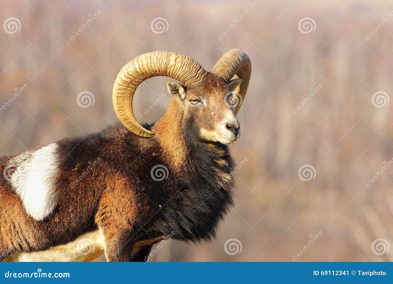 Profile View of Beautiful Mouflon Ram Stock Image - Image of park ...