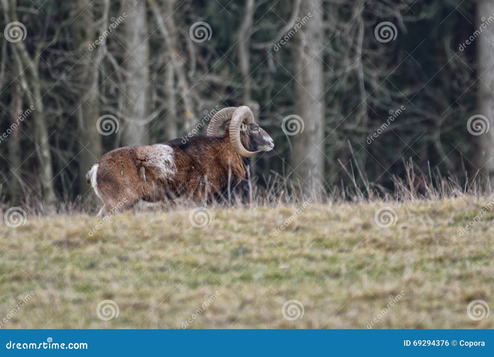 Profile View of Beautiful Mouflon Ram Stock Photo - Image of background ...