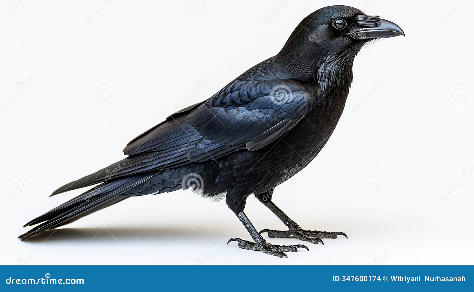 Profile View of a Black Raven on White Background Stock Illustration ...