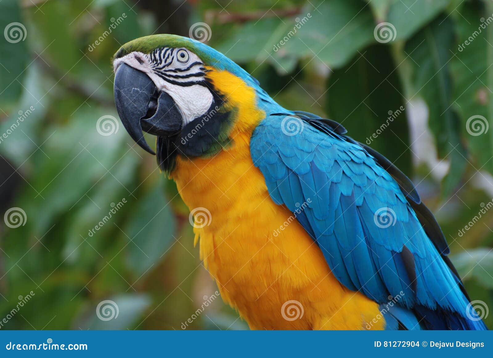 Profile View of a Blue and Gold Macaw Stock Photo - Image of bird ...