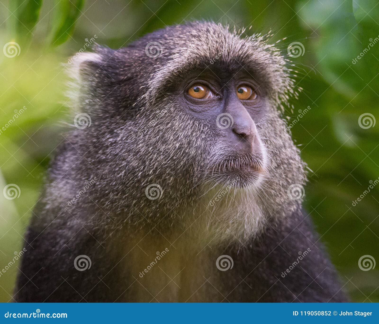 Blue Monkey profile stock photo. Image of animal, wildlife - 119050852