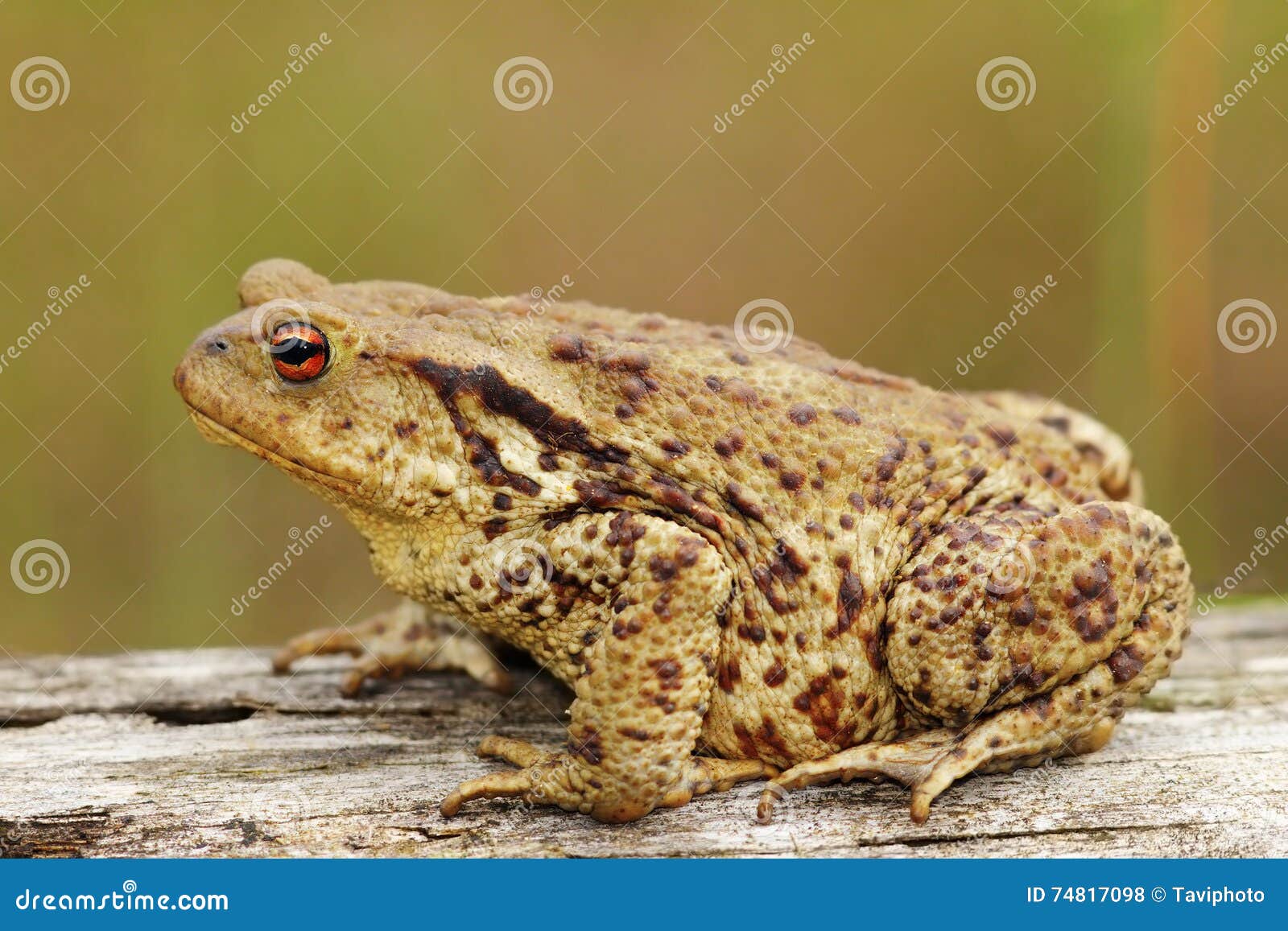 Profile View of Brown Common Toad Stock Photo - Image of natural, frog ...
