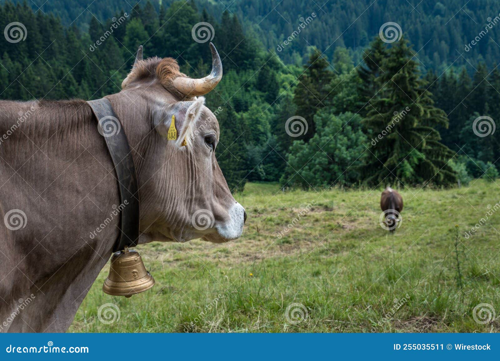 Profile View of a Bulls Head Standing in a Pasture Field Stock Image ...