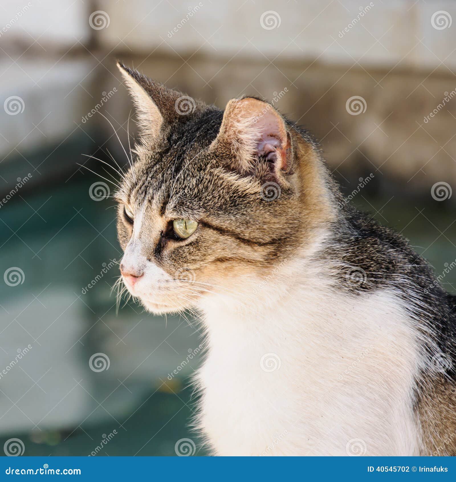 A profile view of a cat stock photo. Image of feline - 40545702