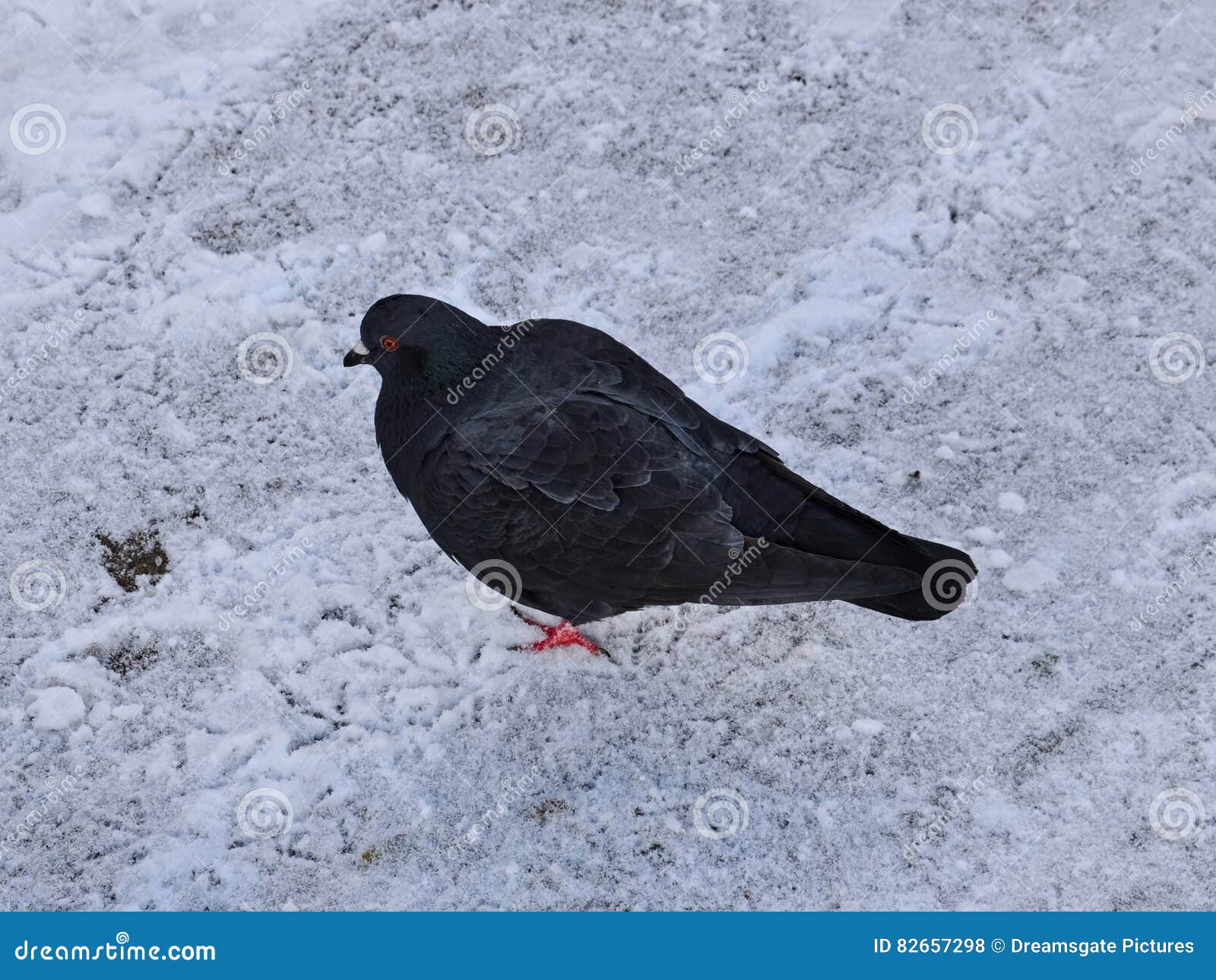 Profile View of a Complete Black Pigeon Stock Photo - Image of wing ...
