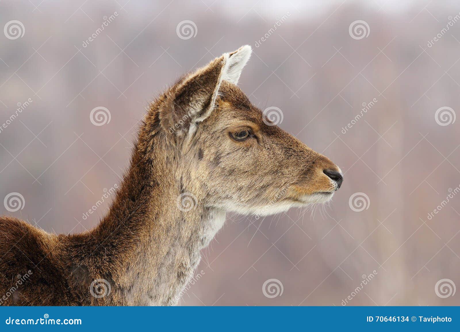 Profile View of Deer Hind Head Stock Photo - Image of furry, beautiful ...