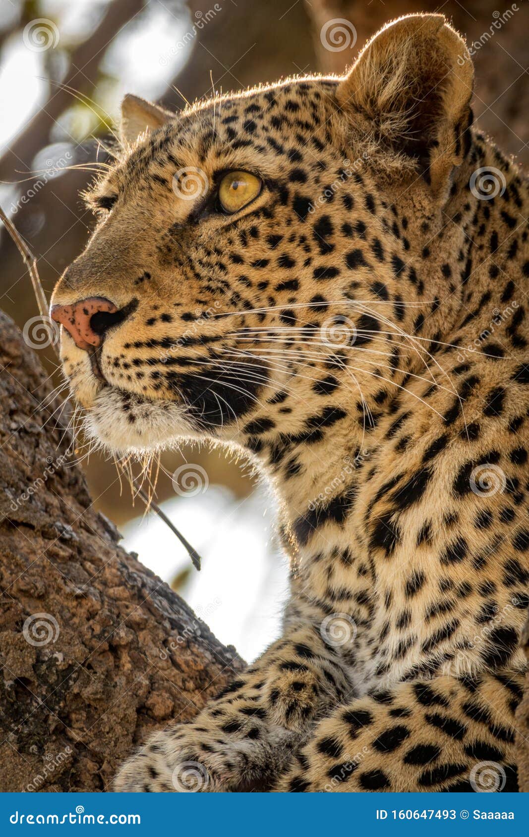 Profile View of Leopard Face Over the Tree Looking for Preys in the ...