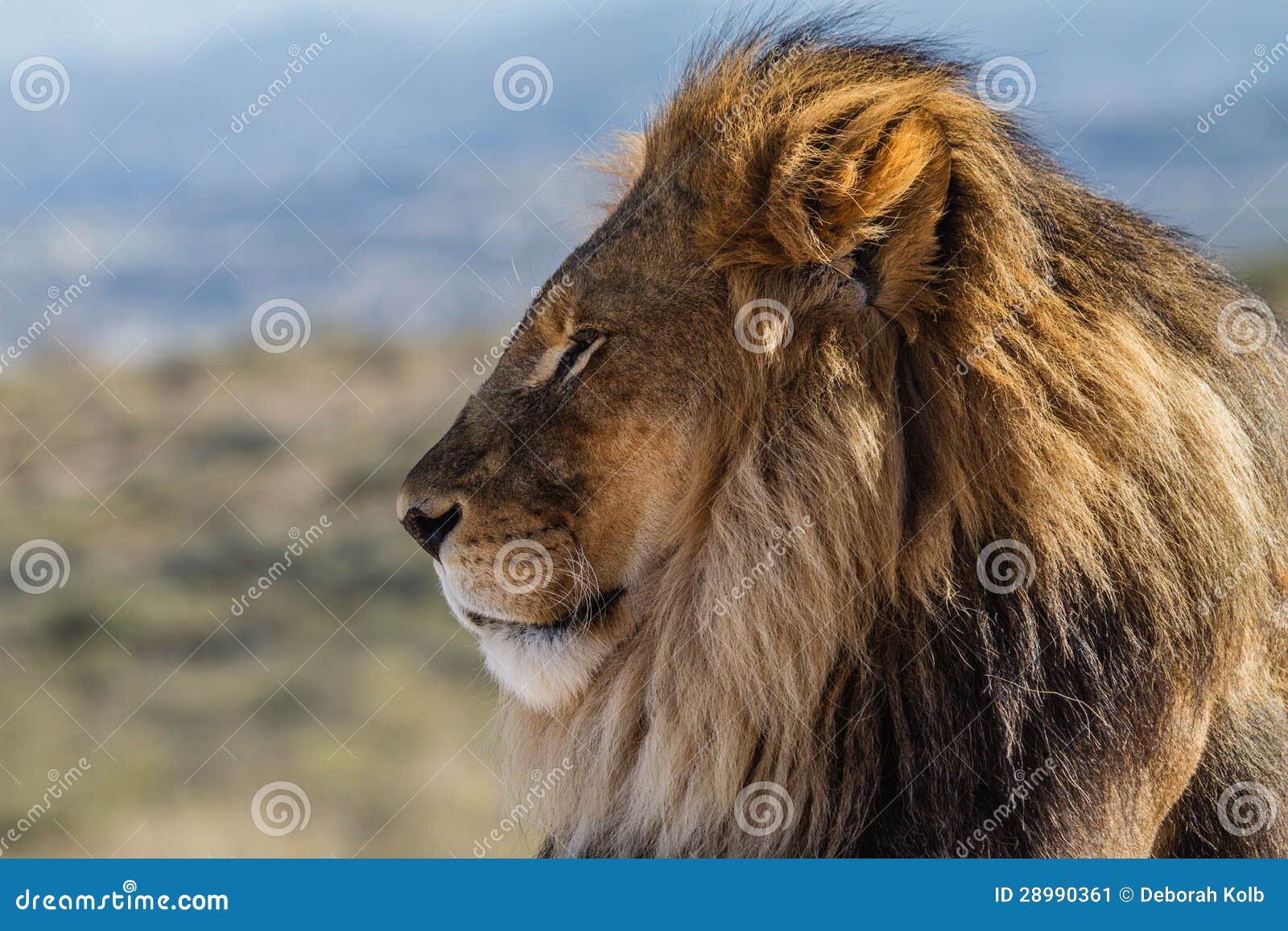 Profile View of a Lion King of the Wild Stock Image - Image of ...