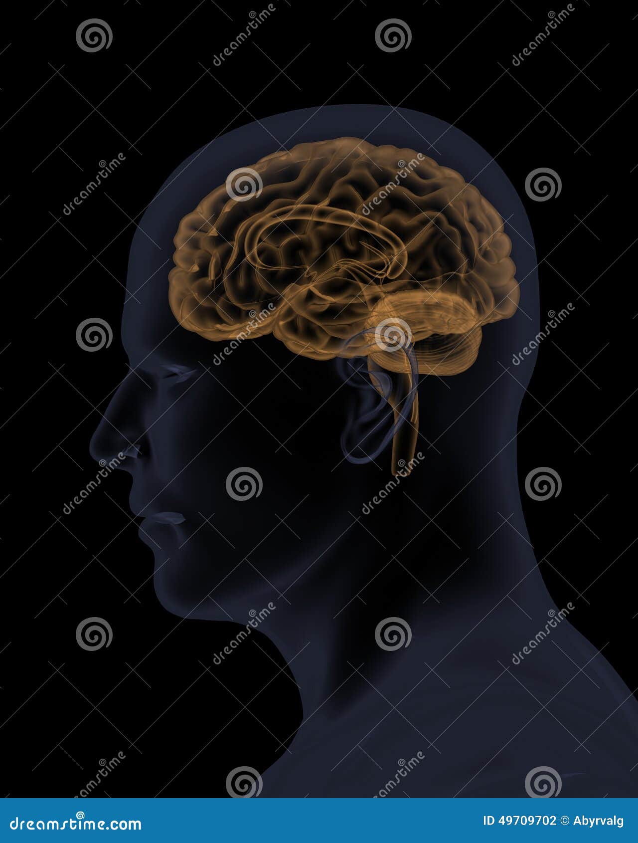Profile View of Man and His Brain Stock Illustration - Illustration of ...