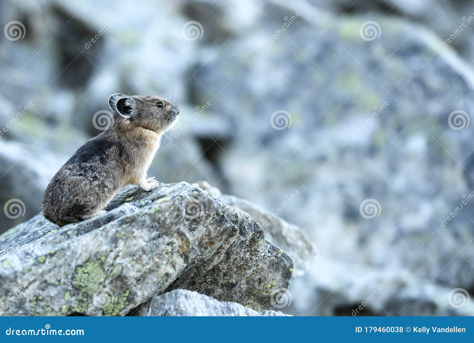 Profile View of Pika stock photo. Image of mammal, boulder - 179460038