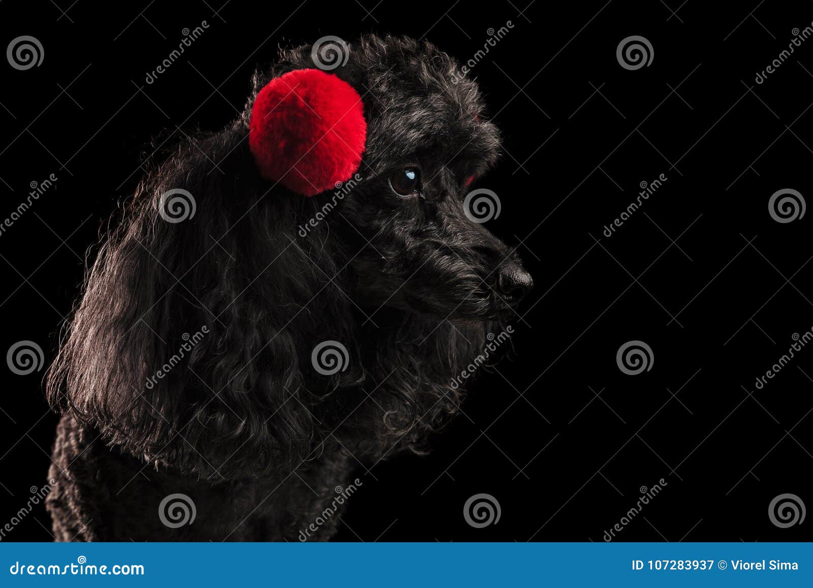 Profile View of a Poodle`s Head Wearing Earmuffs Stock Image - Image of ...