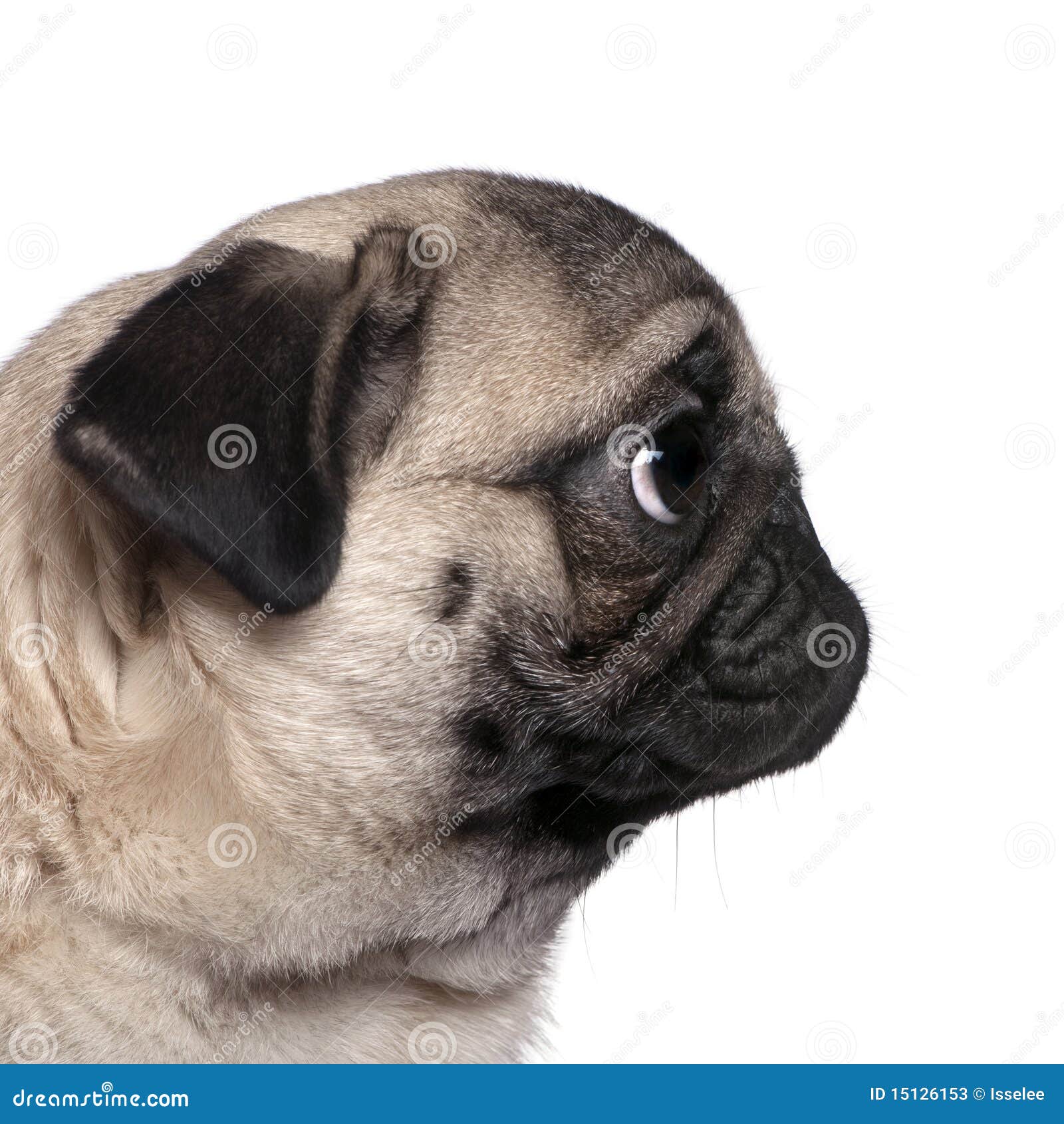 Profile View With A Human Skull X Ray Stock Photo | CartoonDealer.com ...