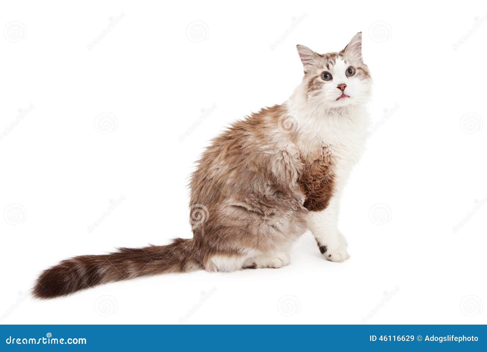 Profile View of Ragdoll Cat Sitting Stock Image - Image of curious ...
