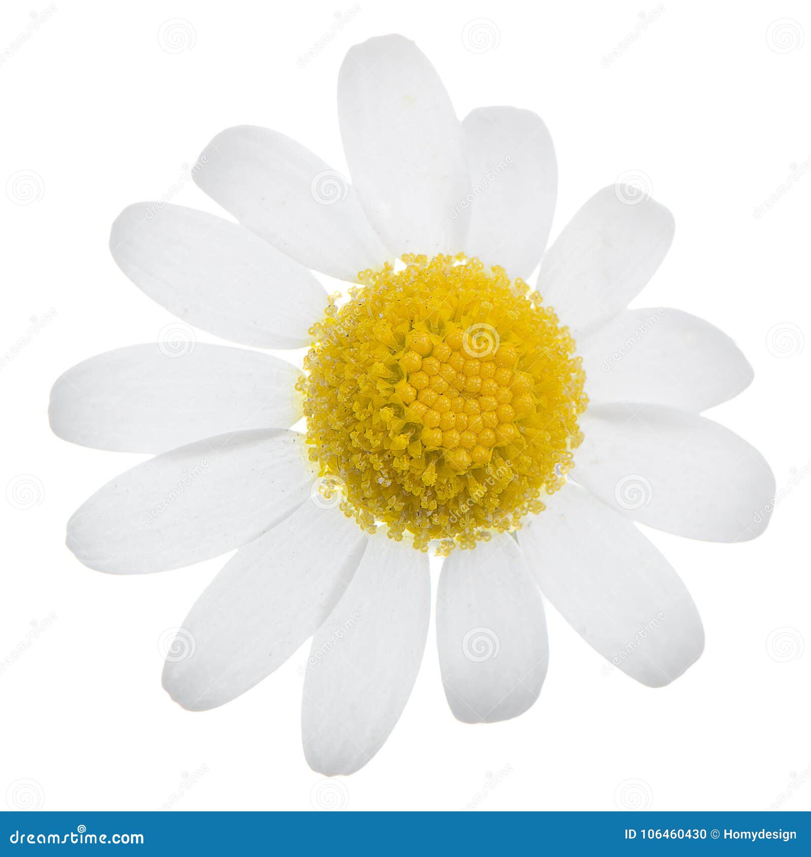 Daisy flower stock photo. Image of yellow, white, daisyflower - 106460430